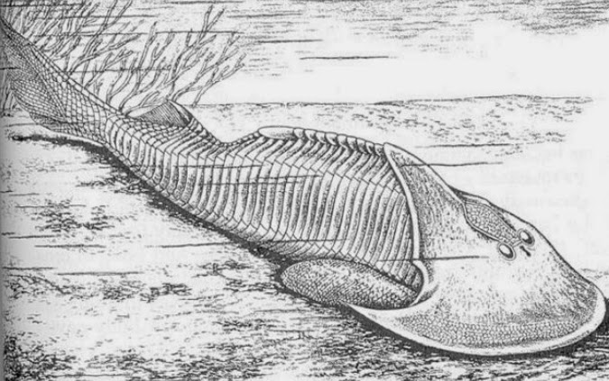 Jawless Fish Diagram