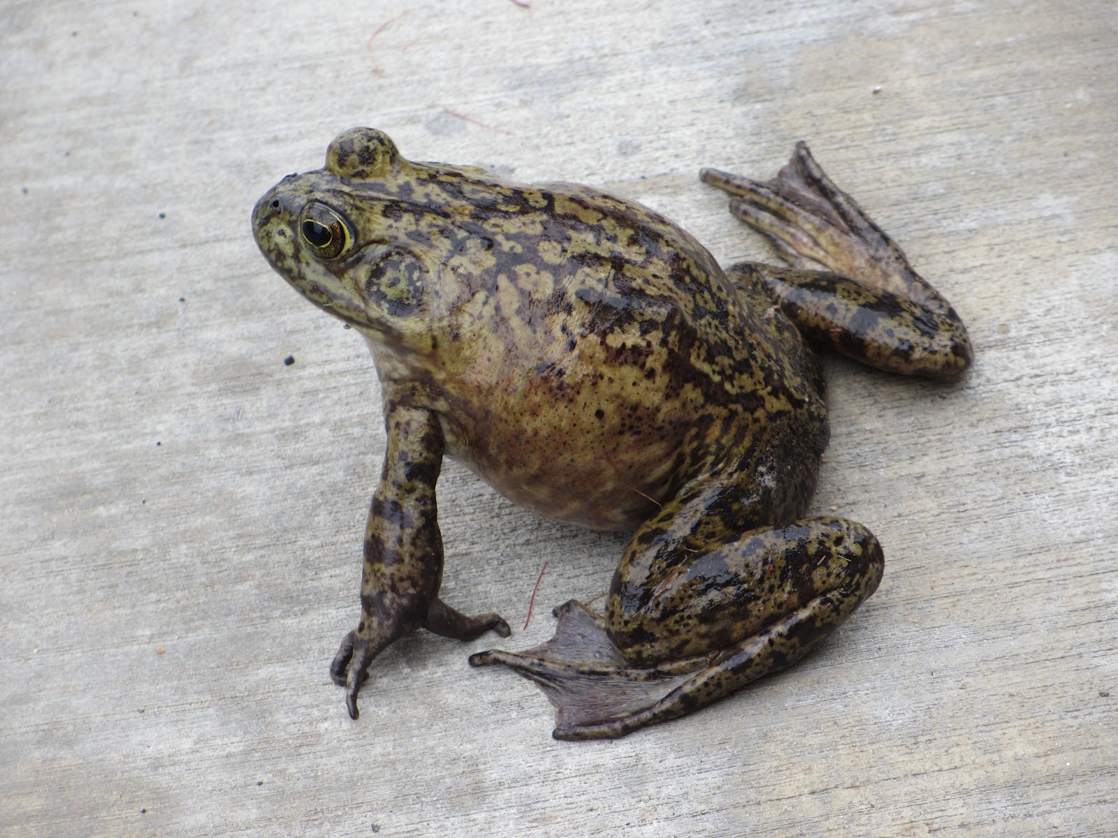 Cannundrums: American Bullfrog