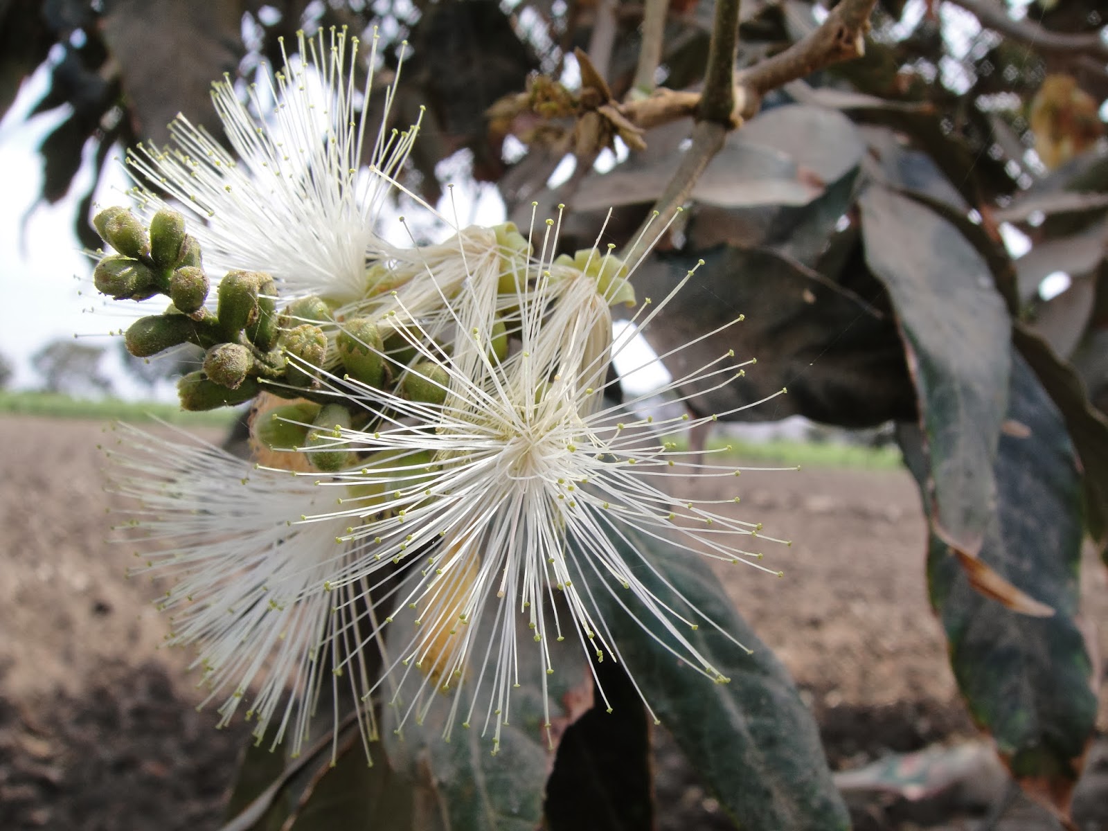 Trabajos de investigacion: Germinación de semillas de "Guaba", "huaba ...