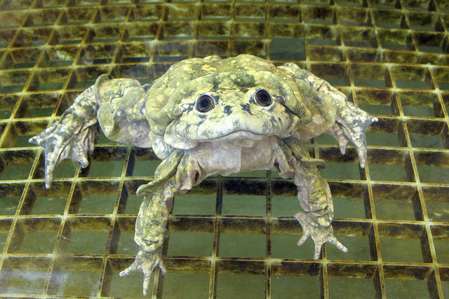el bicho curioso: El animal más feo del mundo