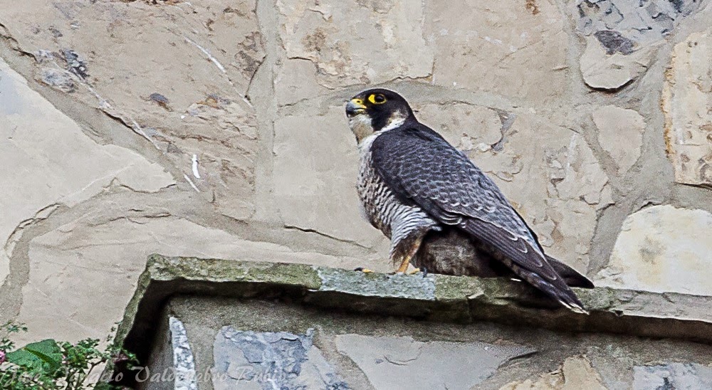 DocNatureBlog: El "dios de los cielos". Halcón peregrino (Falco ...