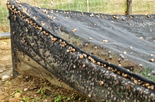 How to start Organic Snail Farming