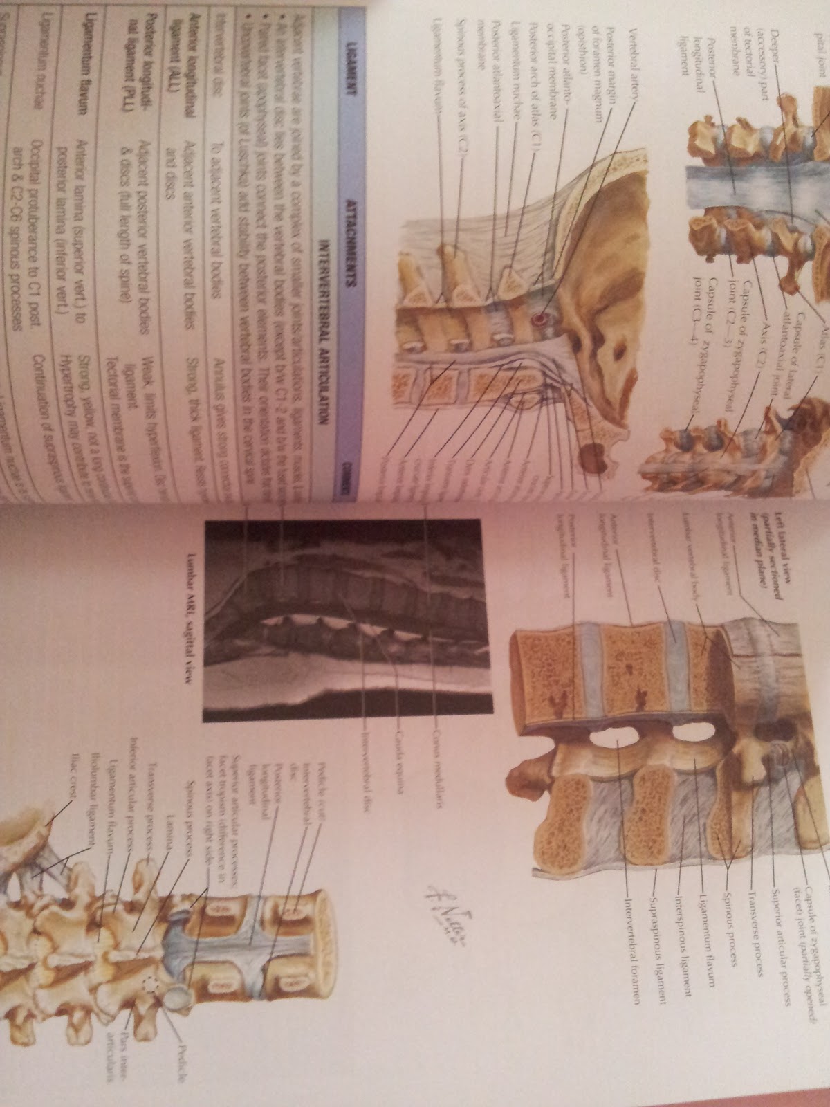 Bukumedik Blogspot (Medical Books Online Shoppe): Netter's Concise ...