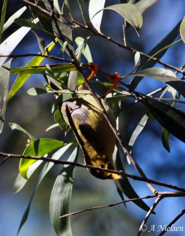 Out and about in Cooloola: Bell Miner