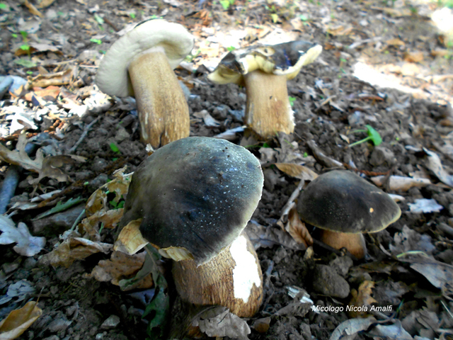 SENSAZIONE NATURA: RACCOLTE FUNGHI