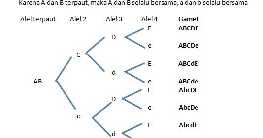 Gamet yang dibentuk oleh genotip AaBb dimana gen A dan B serta a dan b ...