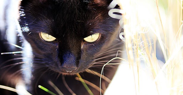 An Early Black Cat Spell