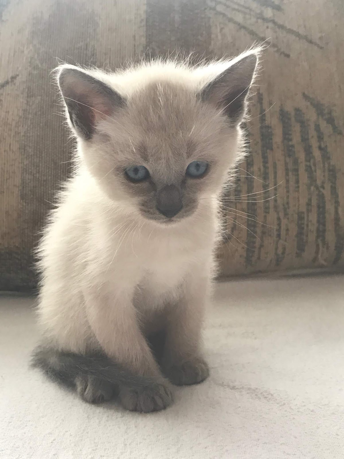 LinkChips : Kittens with Mittens