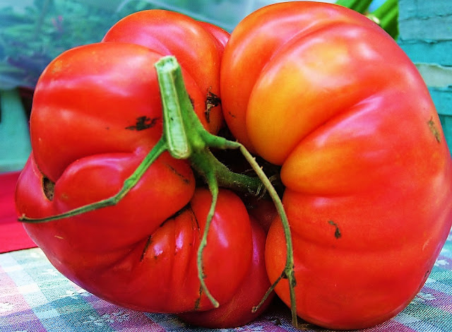 PHILLY TREES: THE SASQUATCH TREE