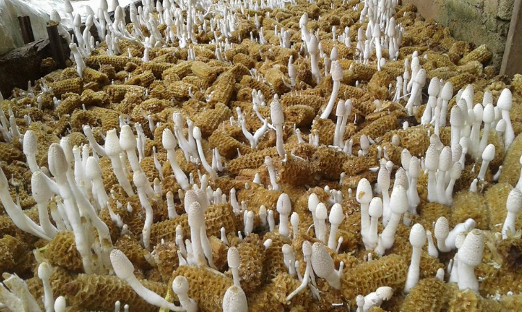 Cara Budidaya Jamur Merang Dari Bonggol Jagung - Teori Petani