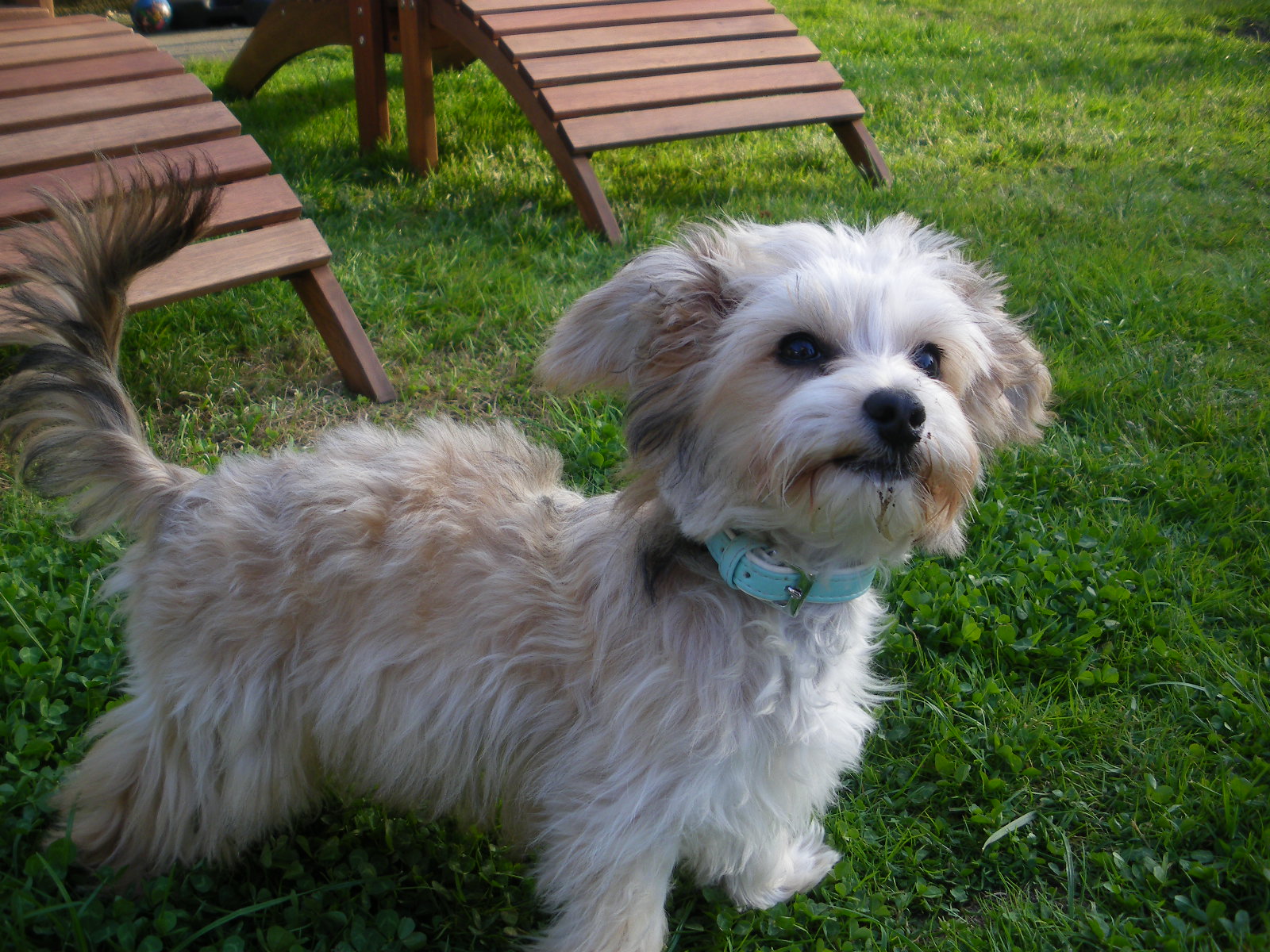 Dog Breeds In The World