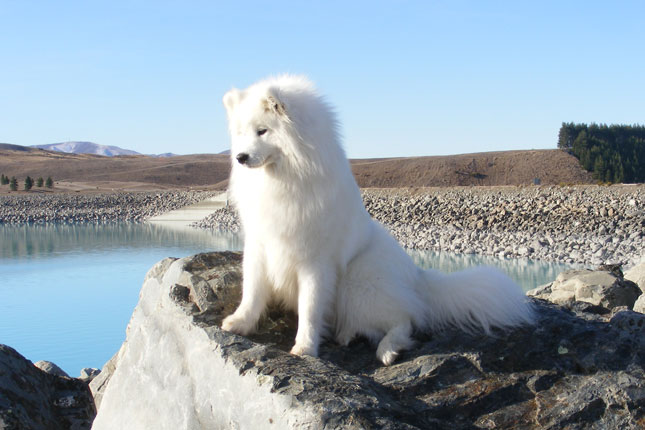 White Wolf : 14 Dog Breeds Closely Related To Wolves