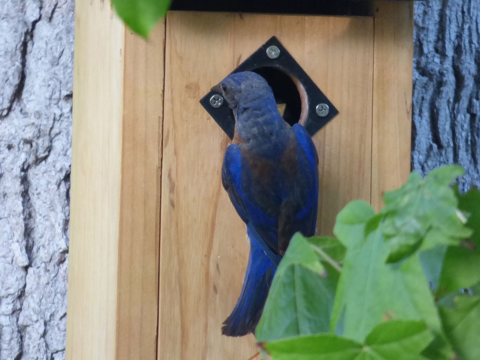 The Malibu Post: Tending the Garden