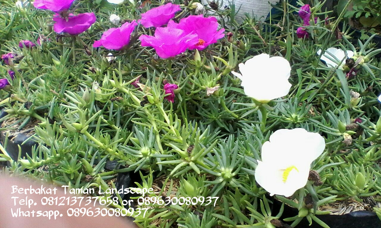 Jual Tanaman Sutra Bombay Murah | Tanaman Hias Sutra Bombay | Tanaman ...