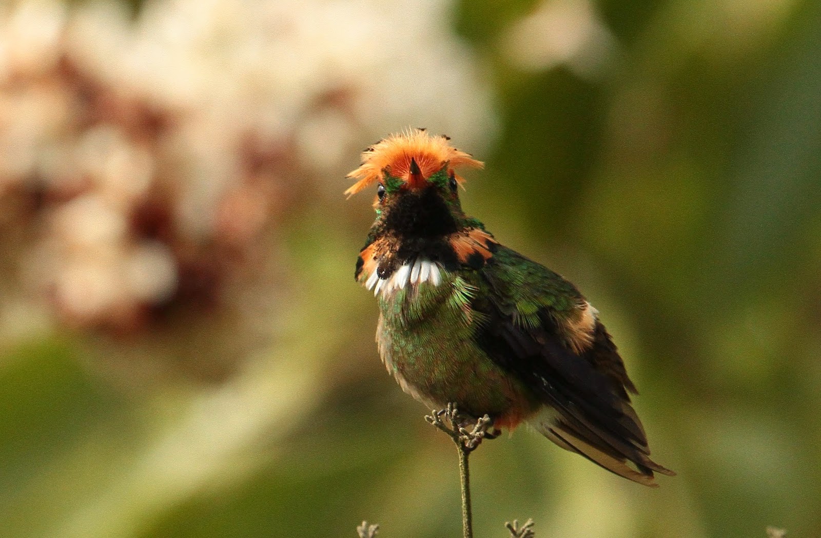 Nuestro bello mundo...: Spangled Coquette, male, Lophornis stictolophus ...