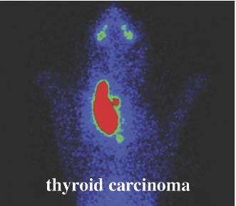 Animal Endocrine Clinic: Confirming the Diagnosis of Hyperthyroidism in ...
