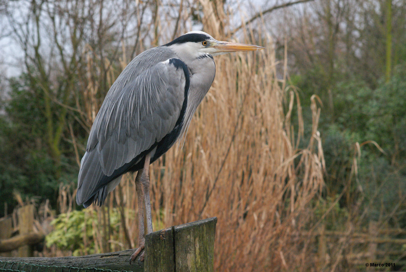 Marco Alpha Fotografie: Blauwe Reiger