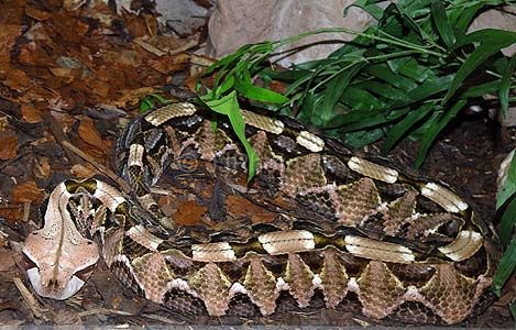 LA NATURALEZA EN CASA: vibora rinoceronte (Bitis gabonica rhinoceros)