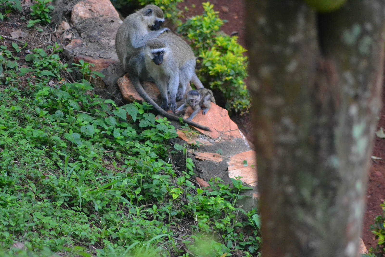 Englishman in Uganda: October 2012