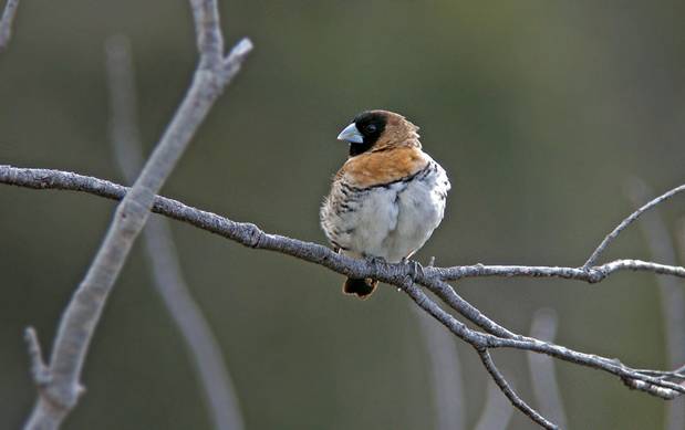Mengenal Burung Pipit (Bondol) dan Macam-macam Jenisnya | 1001 Catatan ...