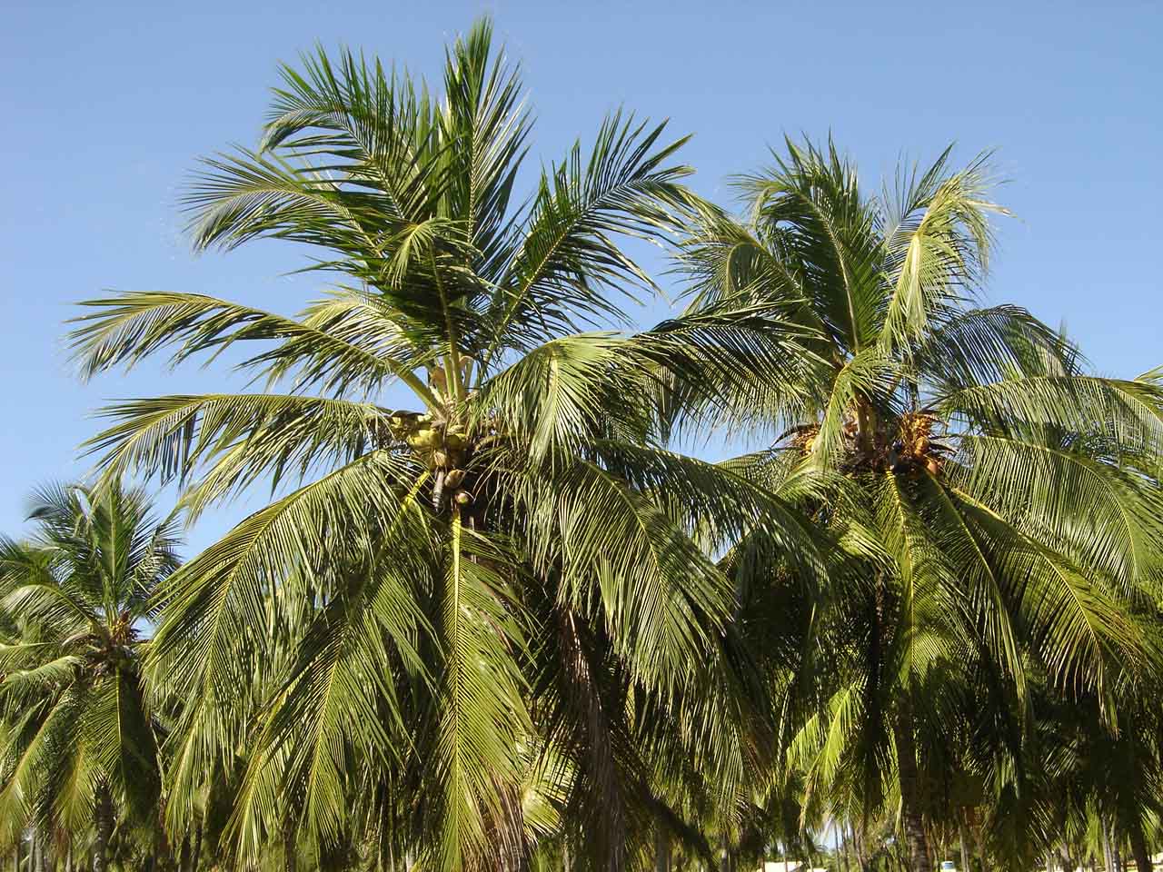 Produção de "Coco Seco" no Brasil - destino incerto ou solução à vista?