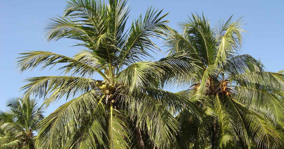 Produção de "Coco Seco" no Brasil - destino incerto ou solução à vista?