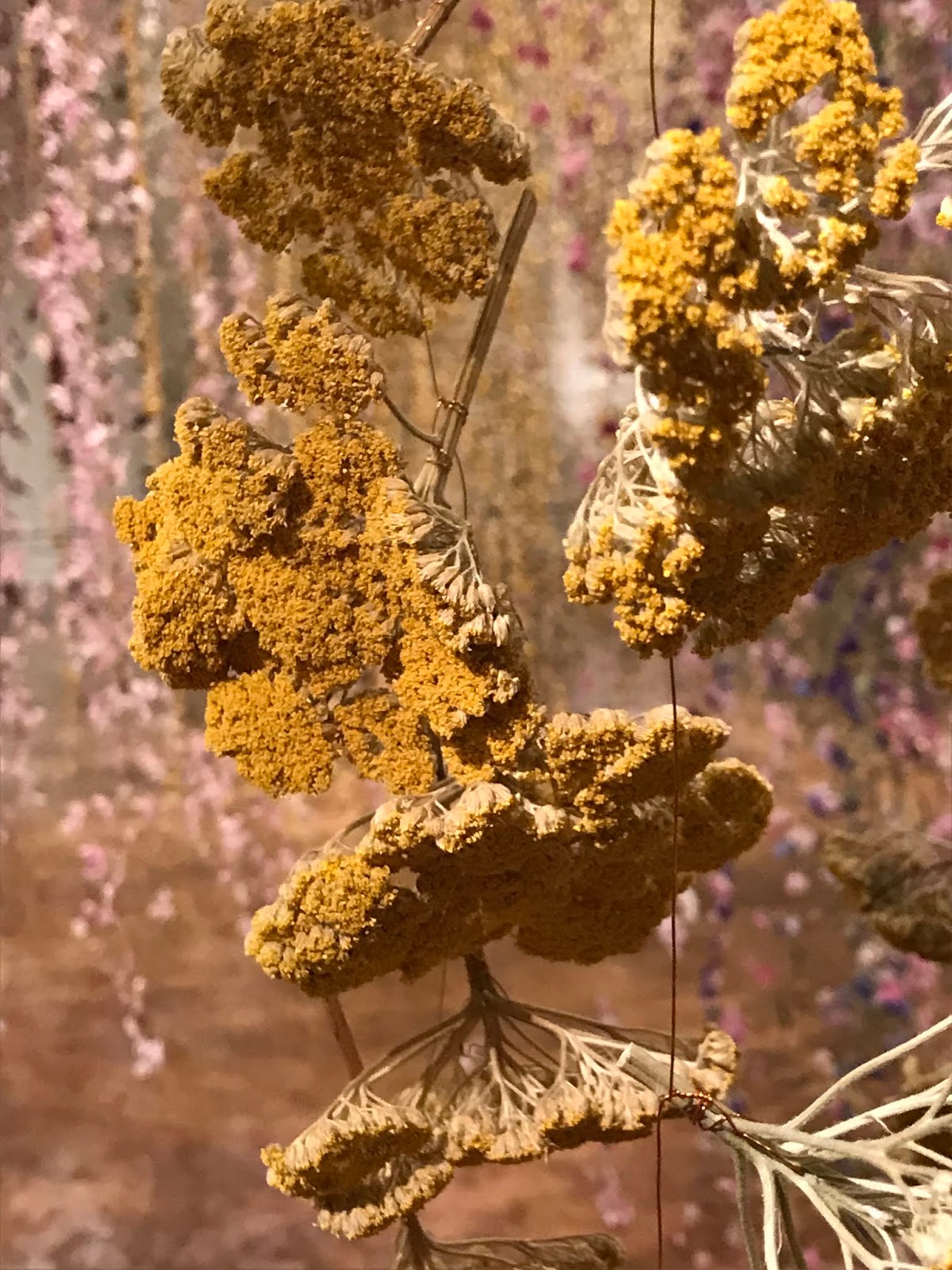 Jeanne Rhea: Changes and Moving Forward