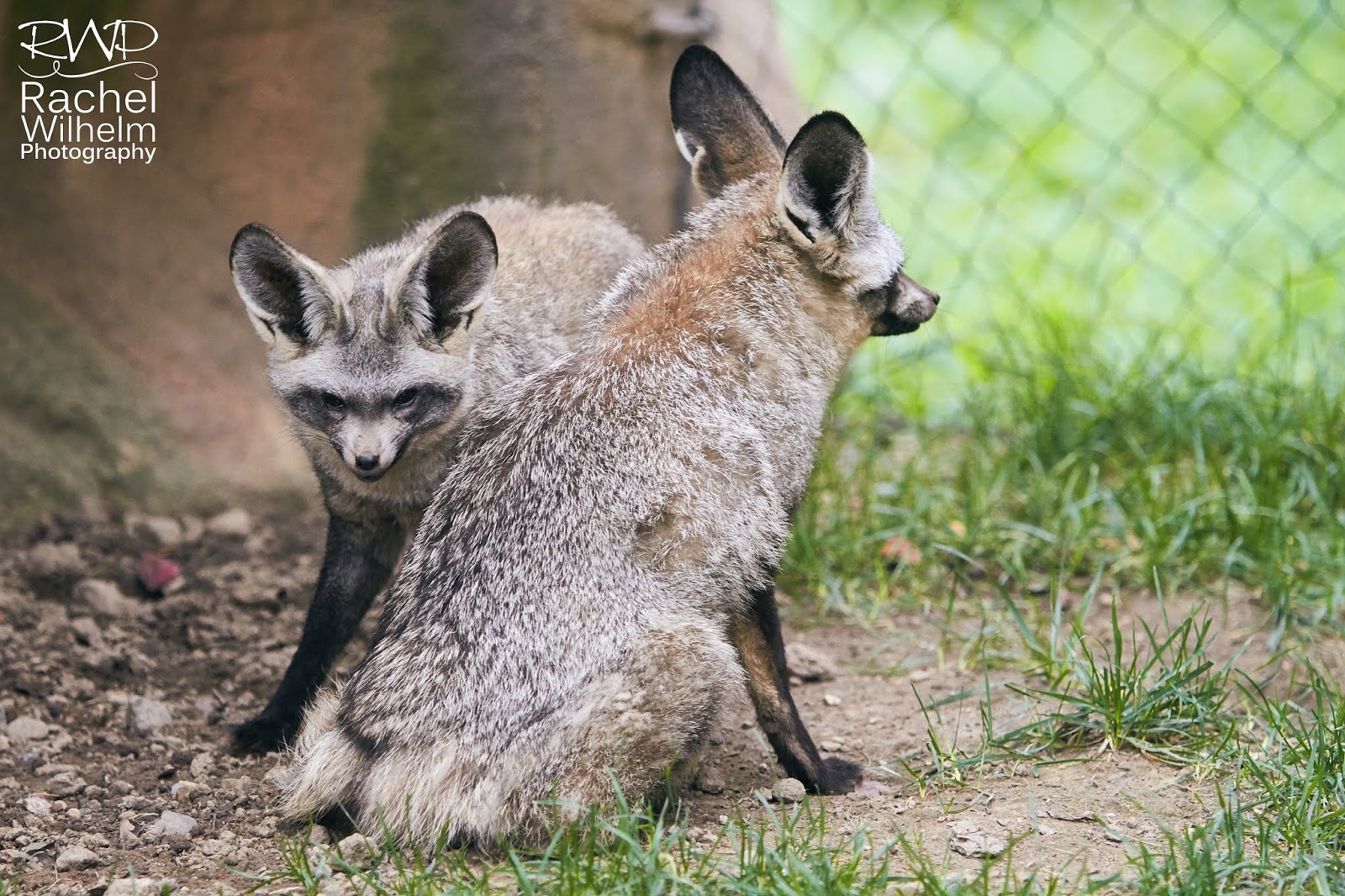RWP Wildlife: Bat Earred Fox and Banded Mongoose