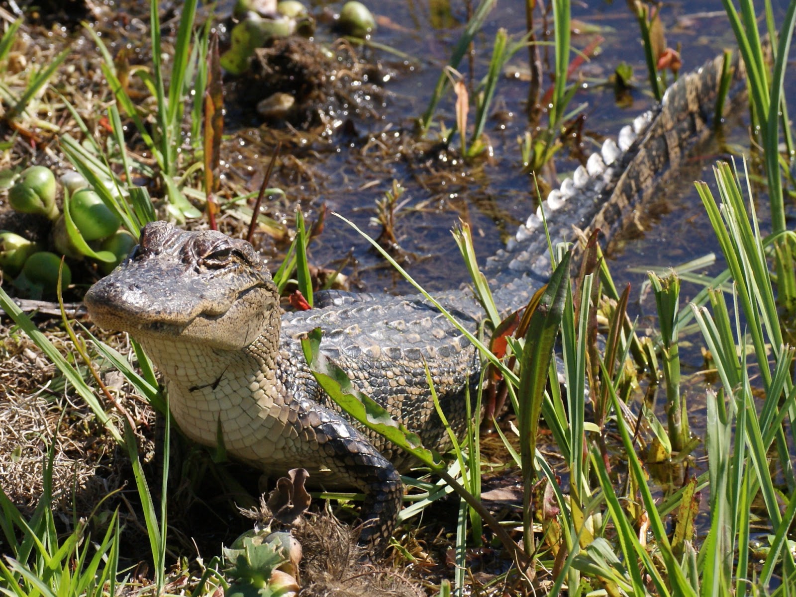 SE Texas Birding & Wildlife Watching: Home of the American Alligator