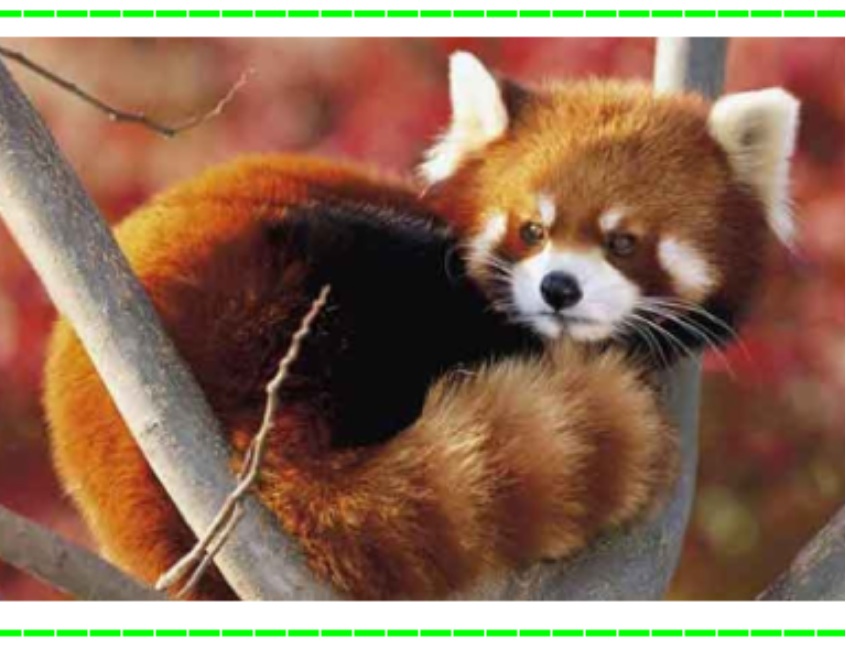 Vampiro Erudito: Panda Rojo