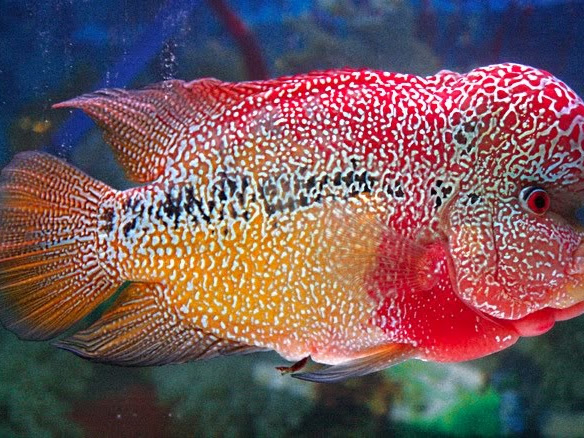 Klasifikasi dan Morfologi Ikan Lou Han Spesies Amphilophus Trimaculatus
