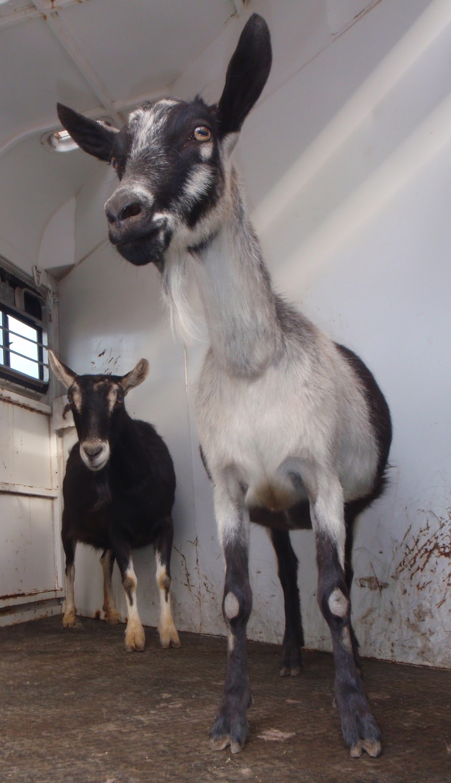 Horned Locust Goatscaping: Got Milk Goats!