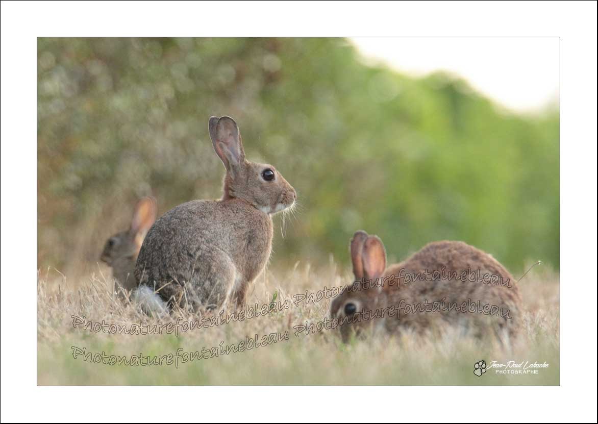 Une matinée avec les Lapins de garenne. Note N° 2017 078