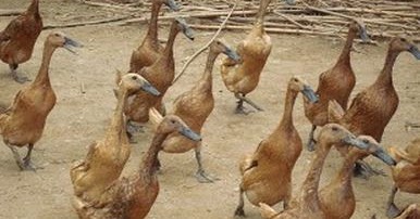 3 Jenis Itik Yang Baik Untuk Usaha Ternak