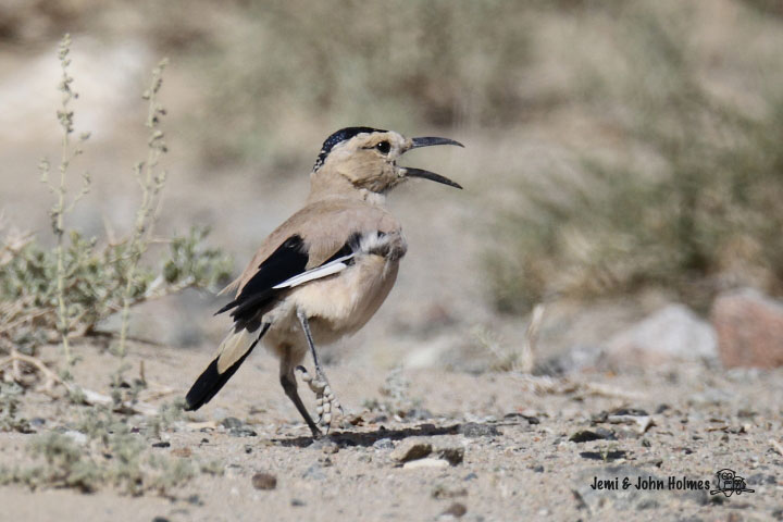 John's Hong Kong Birding: Podoces hendersoni - Mongolian Ground Jay
