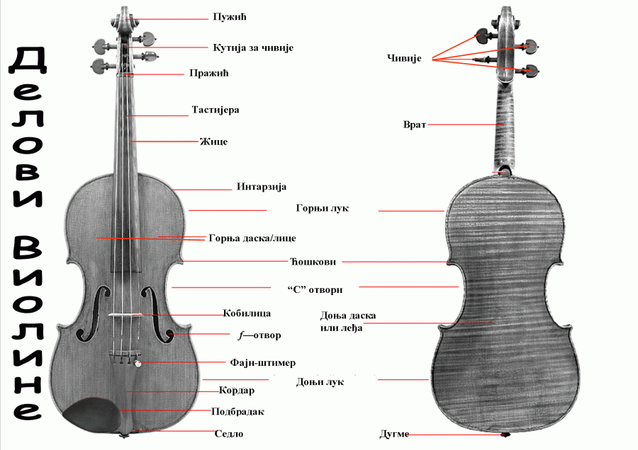 || VIOLINA ||: DIJELOVI VIOLINE