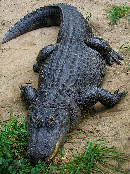 Interesting Facts About Alligators