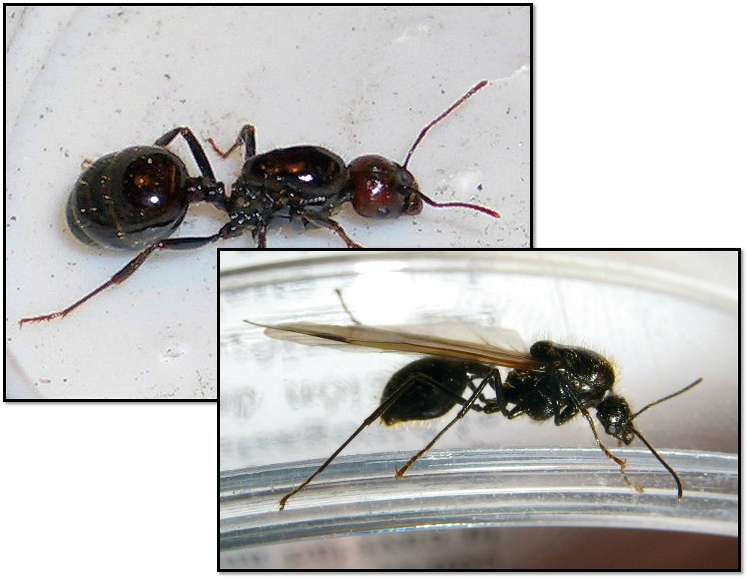 Fase I :: Formigas-ants