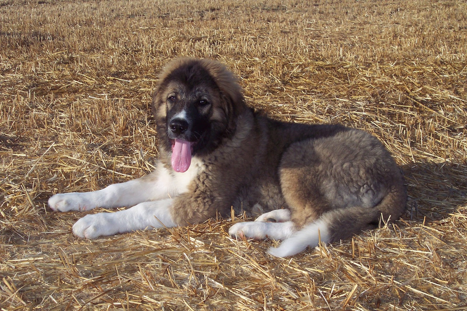PASTOR DEL CAUCASO DENOMAR: Machos: