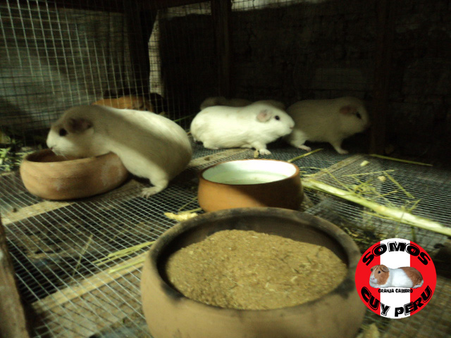 MISION ~ SOMOS CUY PERU