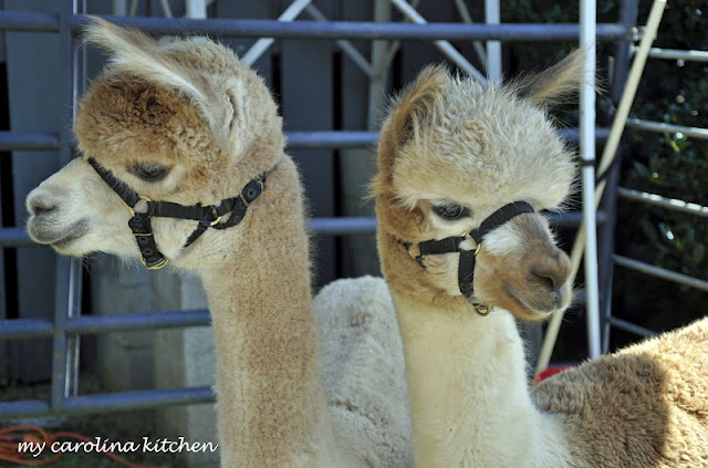 My Carolina Kitchen: Monday Musings – Alpacas at our Farmer’s Market