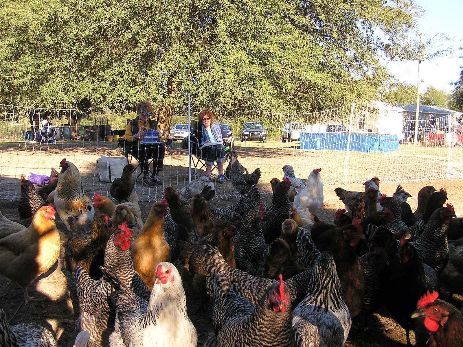Laughing Chicken Farm