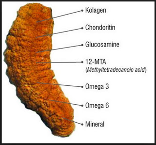 Minyak Gamat Plus Asli Langkawi - Sea Cucumber Medicinal Oil: Khasiat ...