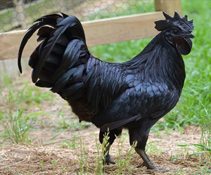 %100 Doğal ~ nevigurme.com