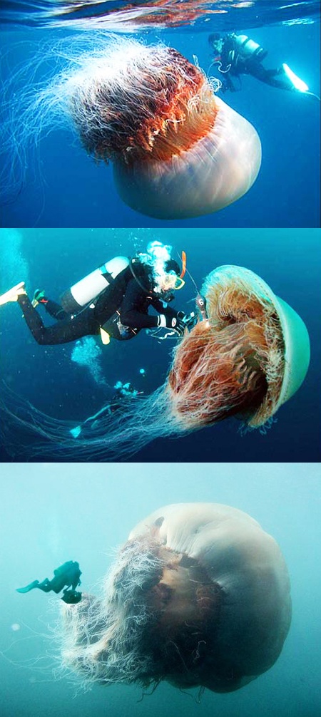 The Lions Mane Jellyfish -- largest jelly fish in the world ...