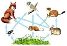 Grade 3/4 Footscray Primary School: Ecosystems and Interdependence