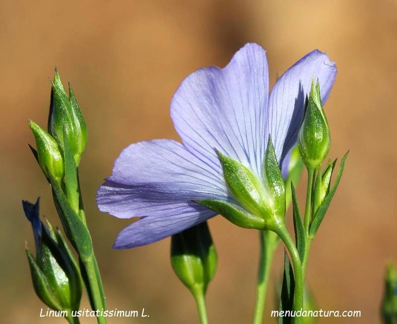 Menuda Natura: Linum usitatissimum L.