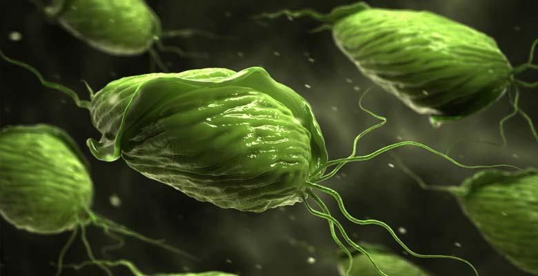 E-Medical Doctor: Trichomoniasis