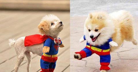 Dogs decorated as superman... | New Images 1'st
