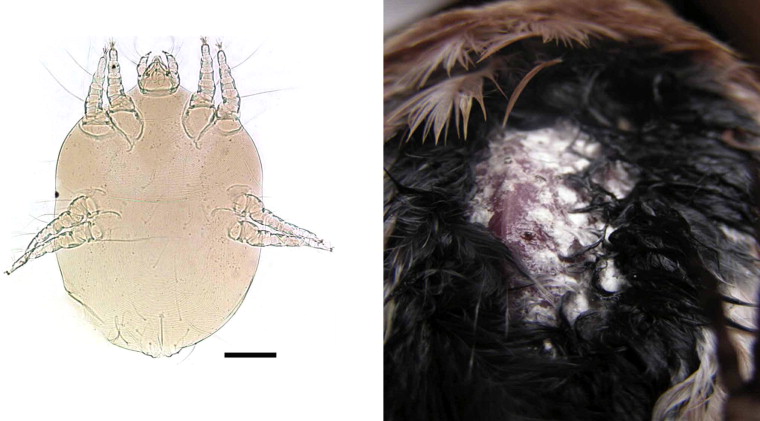 Ornithocheyletiini – Variety of Life